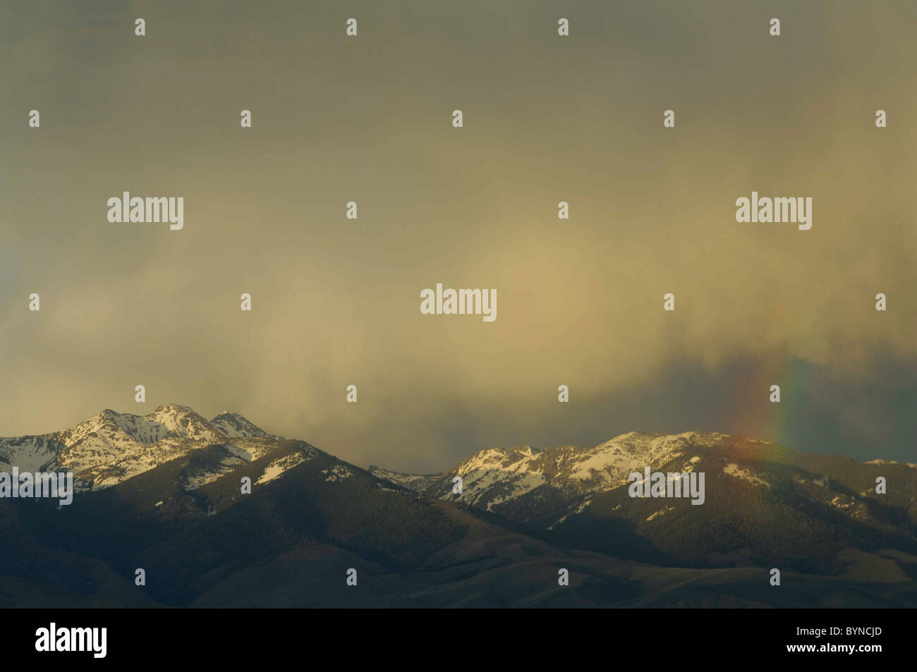 Rainbow bitterroot hi-res stock photography and images - Alamy