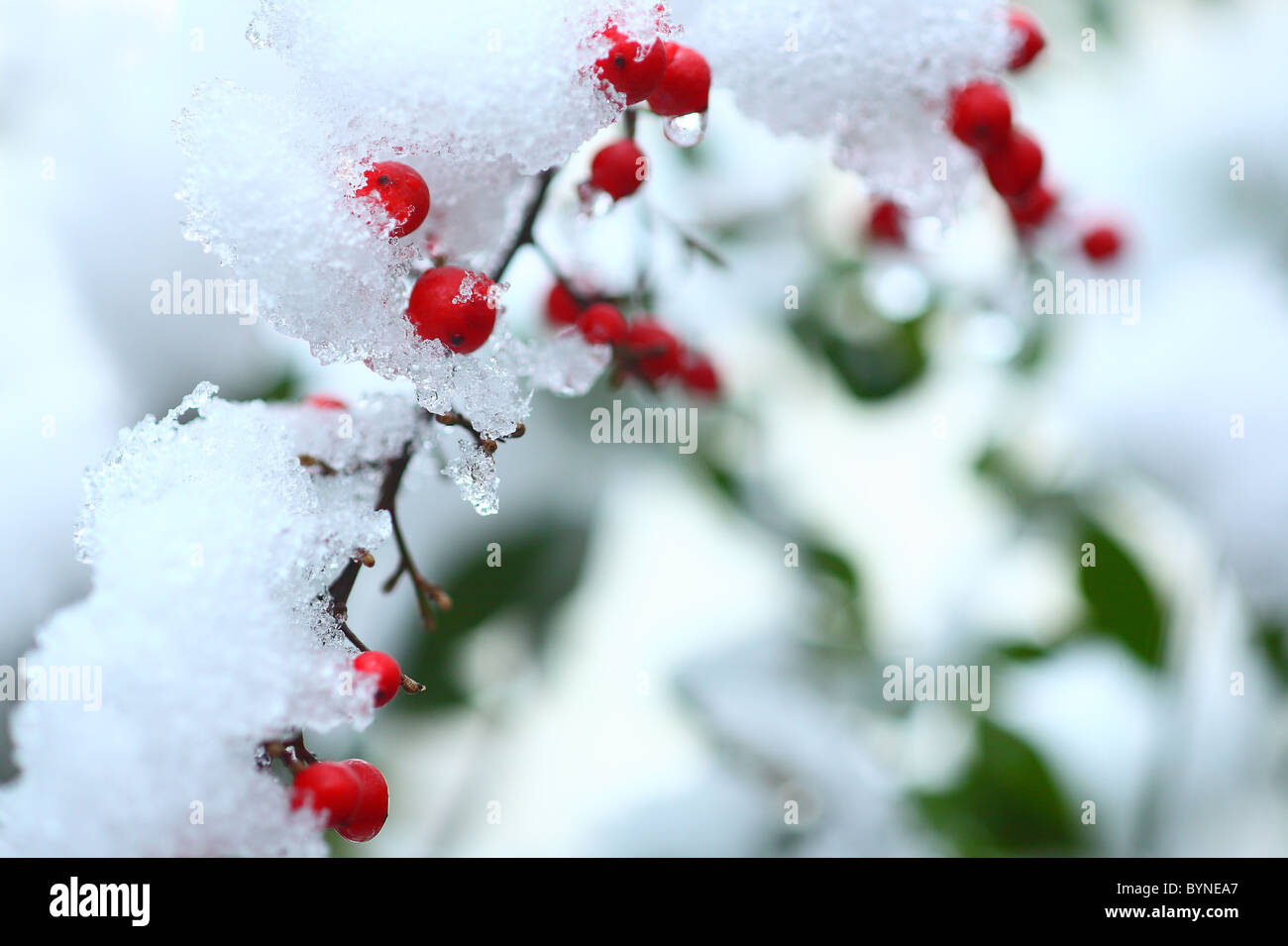 Berries in Snow Stock Photo - Alamy