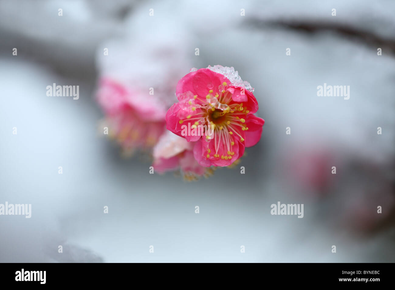 Plum blossoms and snow hi-res stock photography and images - Alamy