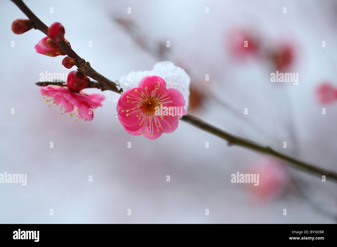 Plum blossoms and snow hi-res stock photography and images - Alamy