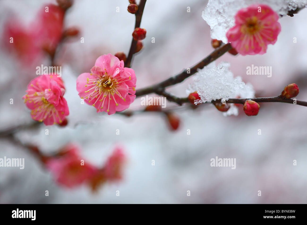 Snow plum hi-res stock photography and images - Alamy