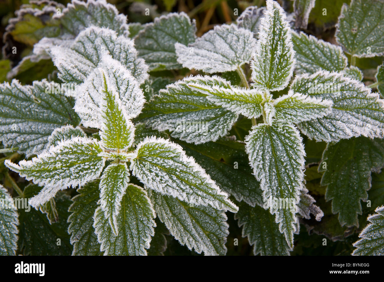 Frosty nettles on the ground Stock Photo - Alamy