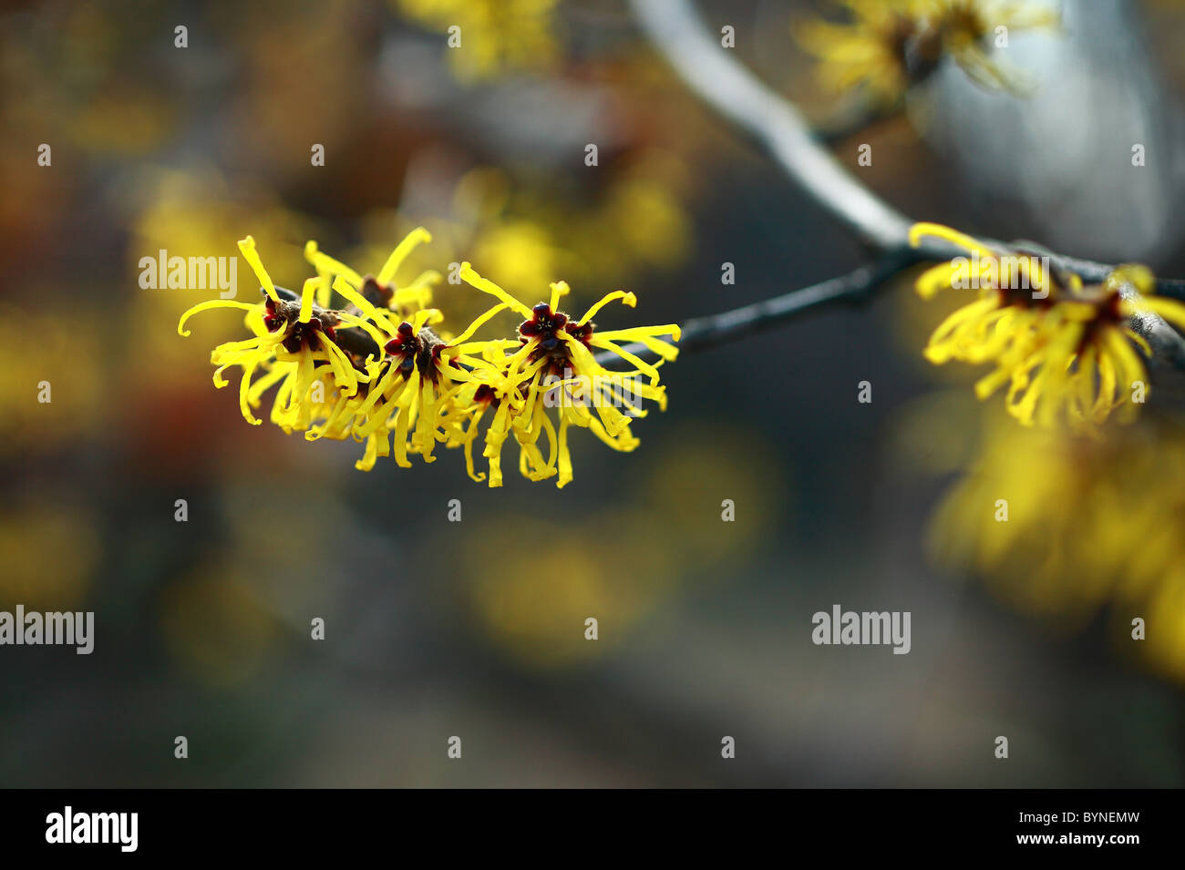 Chinese Witch Hazel Flowers Stock Photo - Alamy