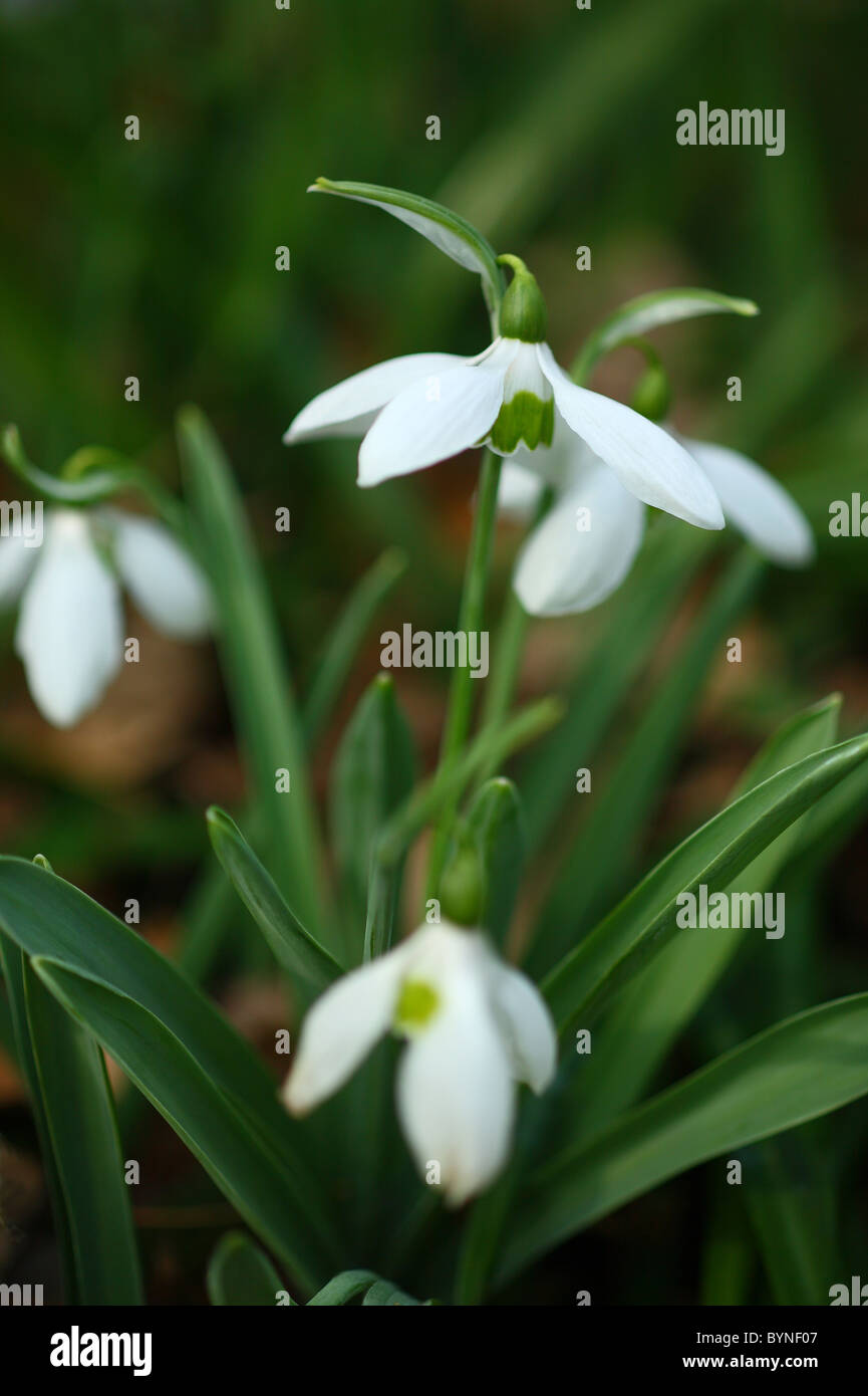 Snowdrop in colour hi-res stock photography and images - Alamy