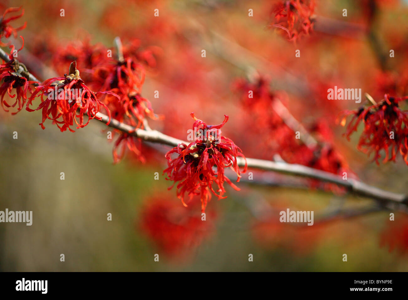 Red Witch Hazel Stock Photo - Alamy
