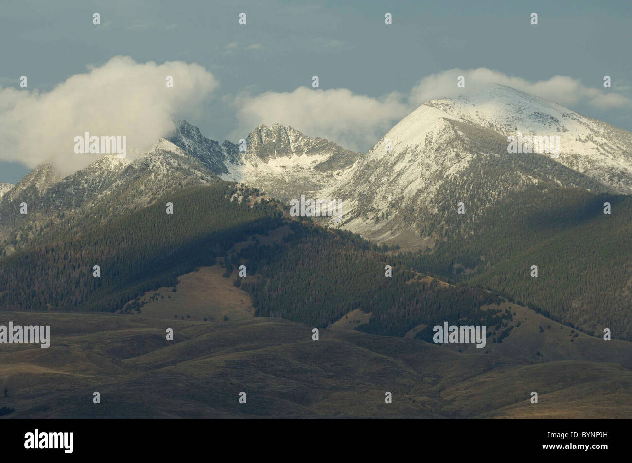 Rainbow bitterroot hi-res stock photography and images - Alamy