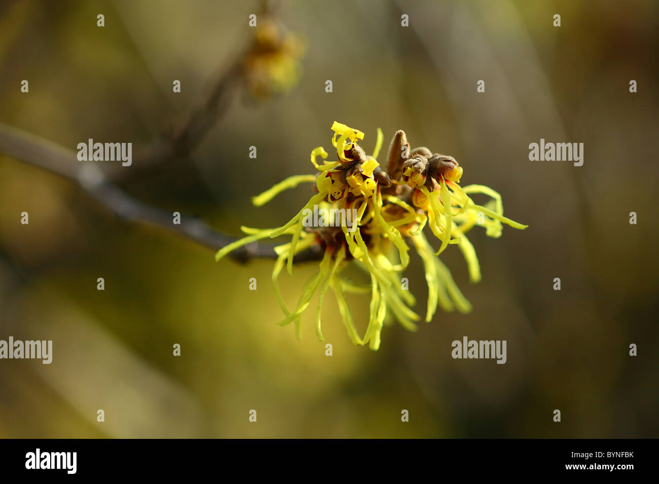 Hazel flowers hi-res stock photography and images - Alamy