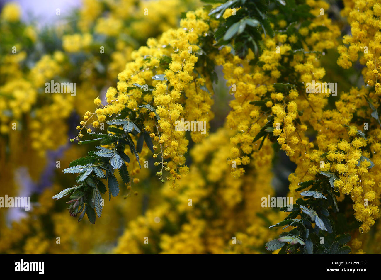 Yellow Wattle Flowers High Resolution Stock Photography and Images - Alamy