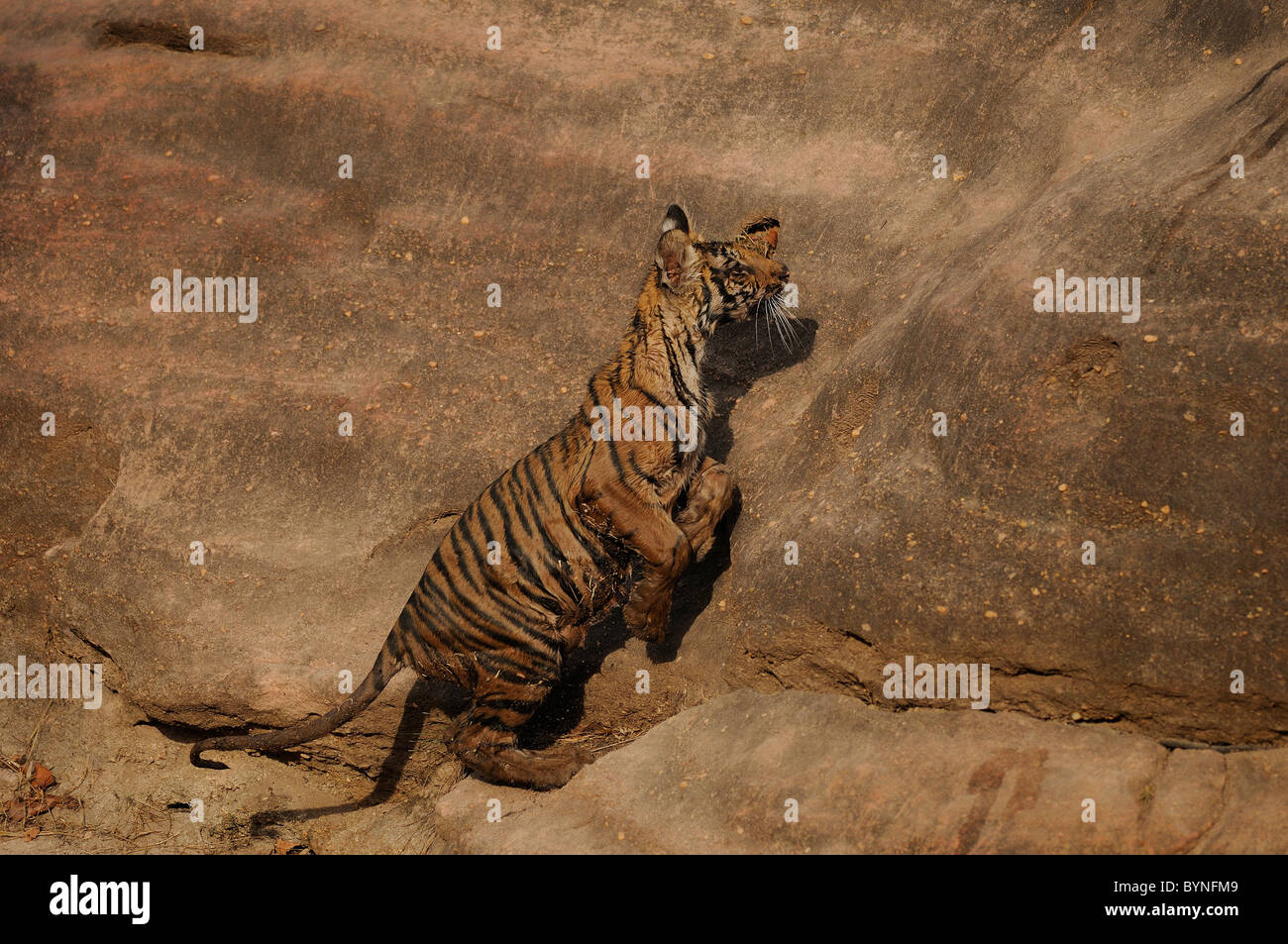 5-month-old female Bengal Tiger cub about to jump on a rock in ...
