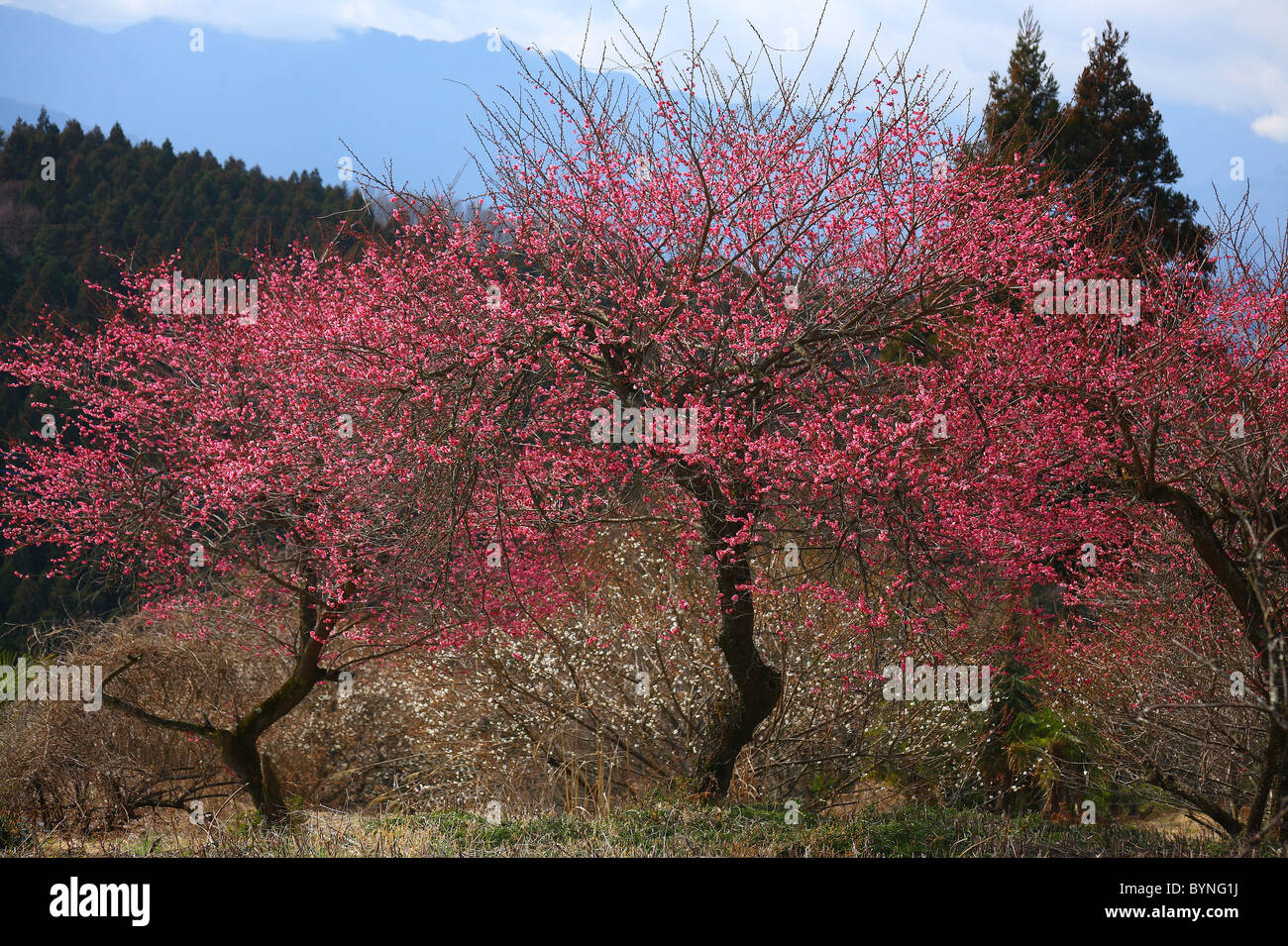 Red Plum Blossom Trees Stock Photo - Alamy