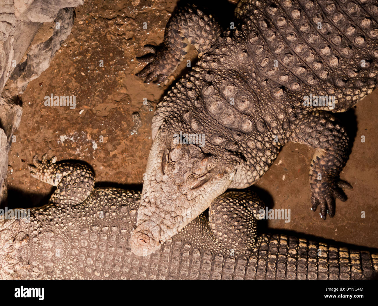 Crocodile shot from above Stock Photo - Alamy