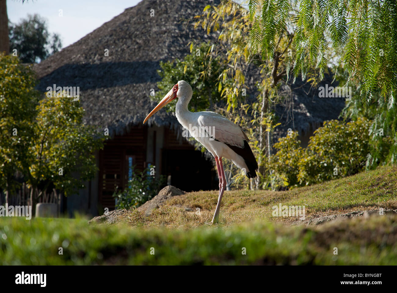 Bioparc Valencia spain zoo animals biopark Stock Photo - Alamy