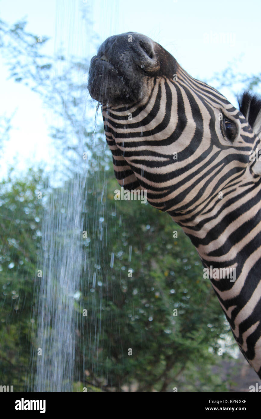 Drinking zebra hi-res stock photography and images - Alamy