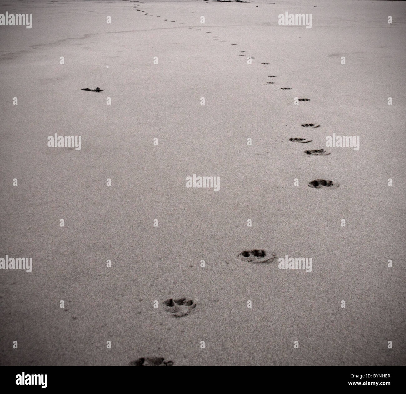 Animal footprint sand hi-res stock photography and images - Alamy