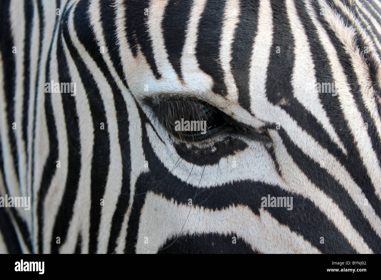 Zebra eye hi-res stock photography and images - Alamy