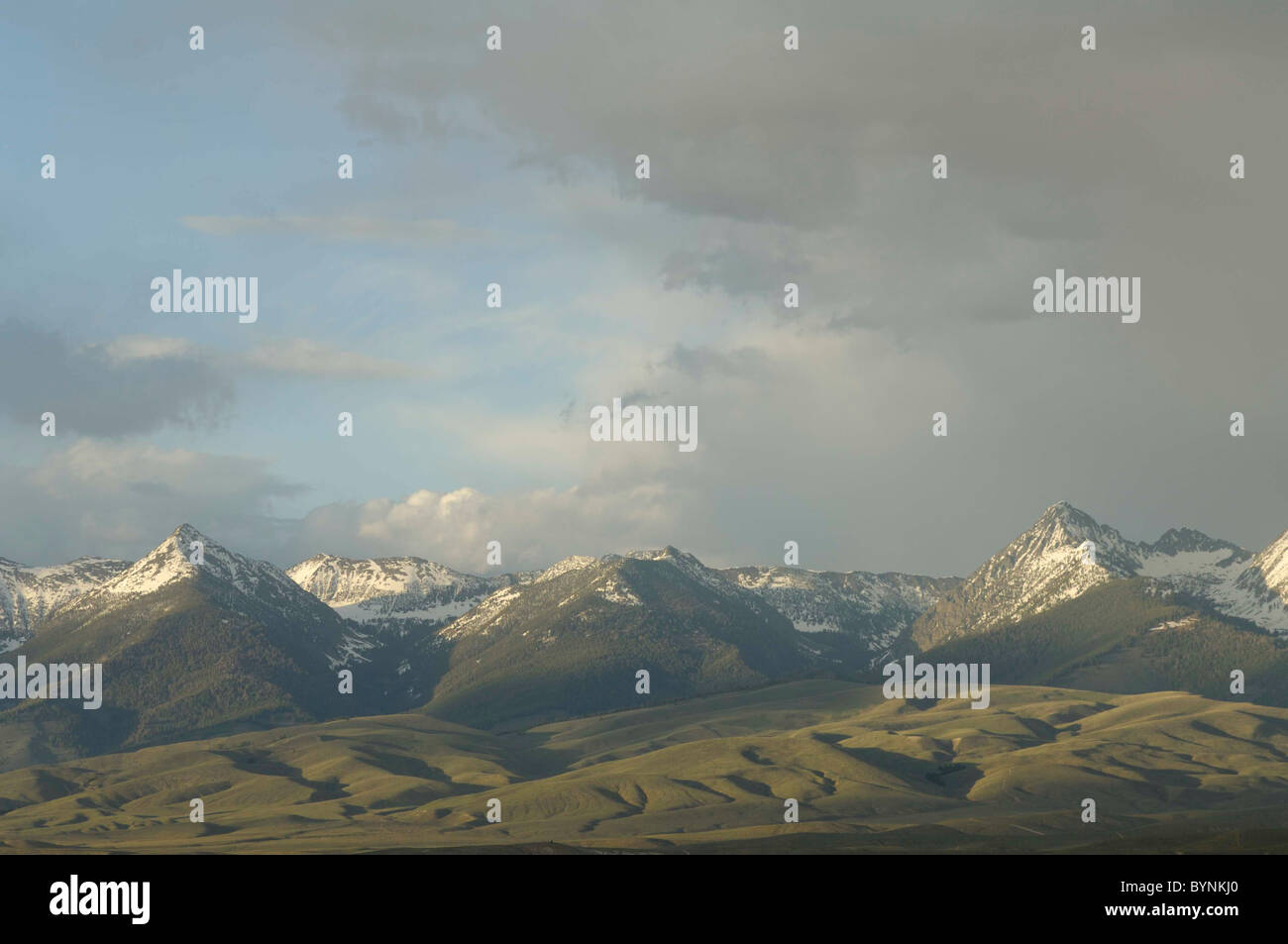 Rainbow bitterroot hi-res stock photography and images - Alamy