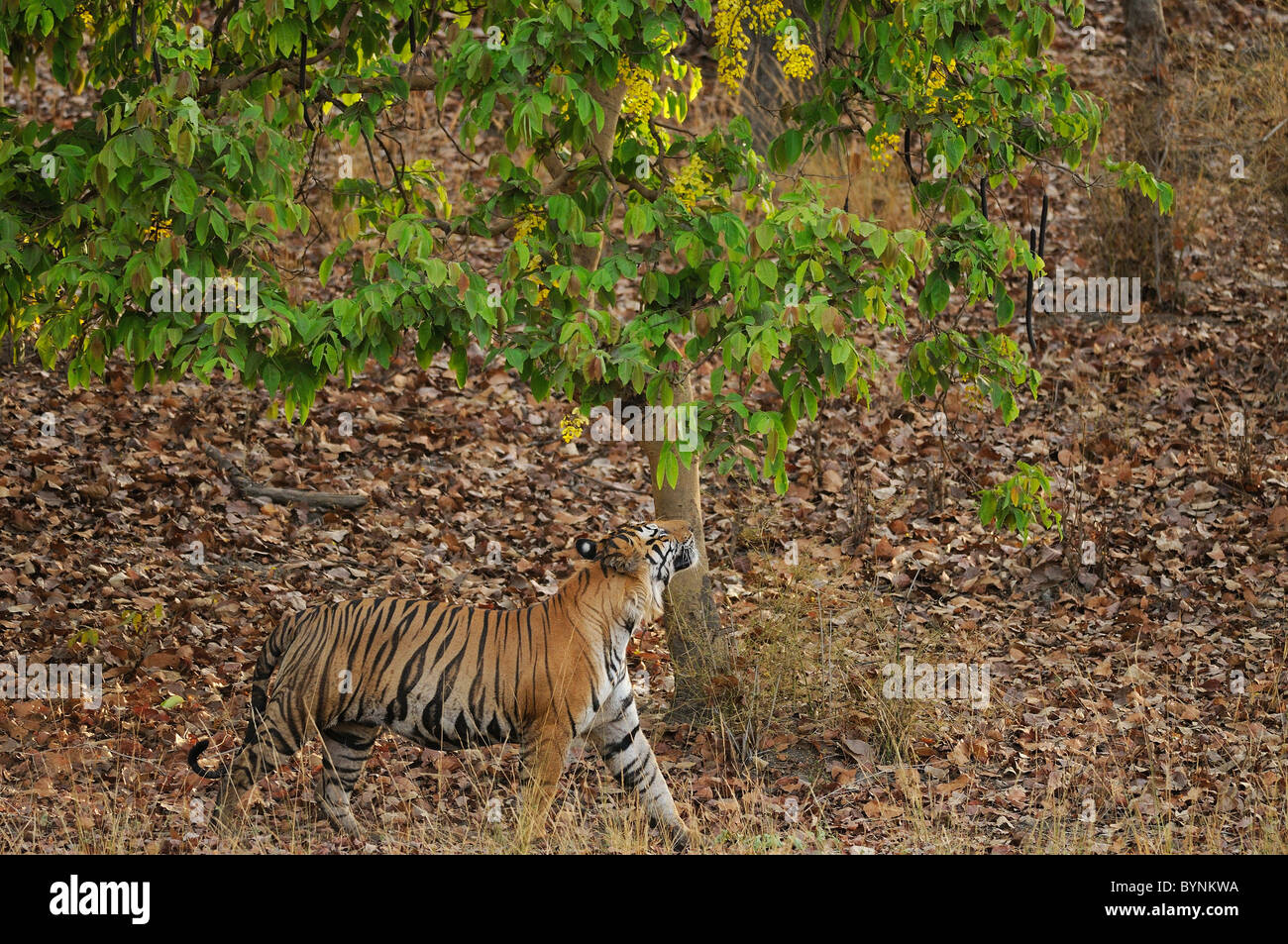 Adult territorial male Bengal Tiger smelling tree during a territorial ...