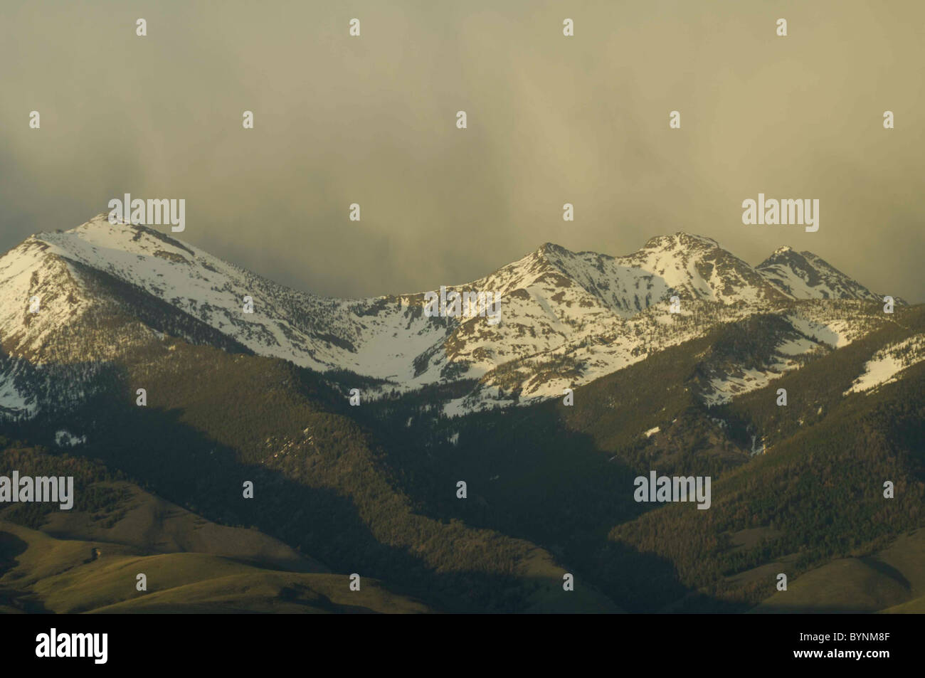 Rainbow bitterroot hi-res stock photography and images - Alamy