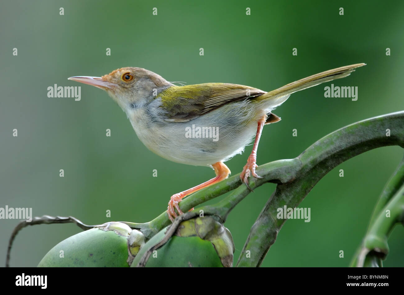 Common tailorbird hi-res stock photography and images - Alamy