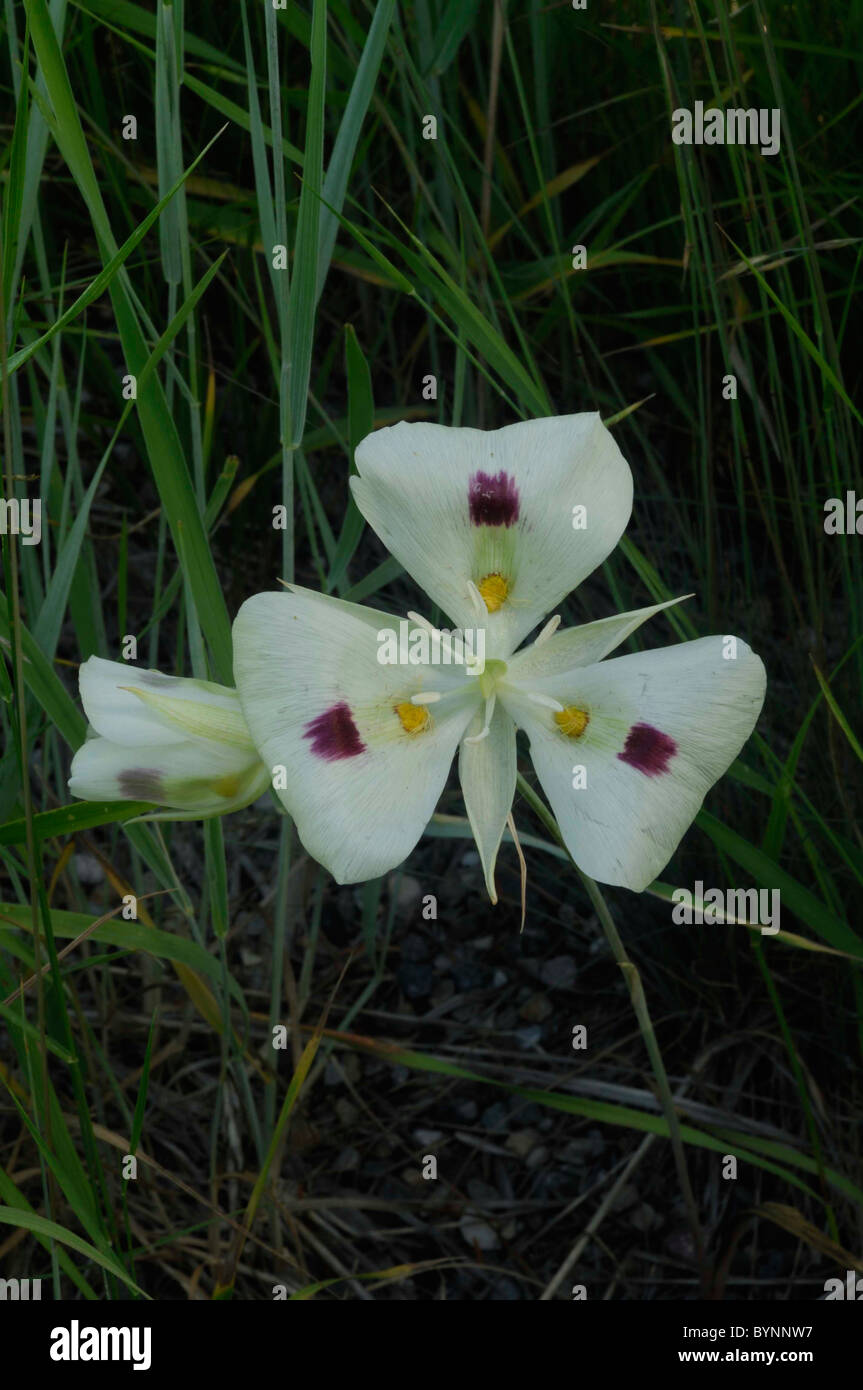 North Fork, Idaho, Wildflowers, Sego Lily, Calochortus nuttallii Stock ...