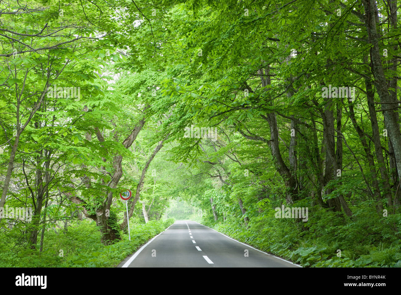 Road Transportation Tree Forest Rural Scene Stock Photo - Alamy