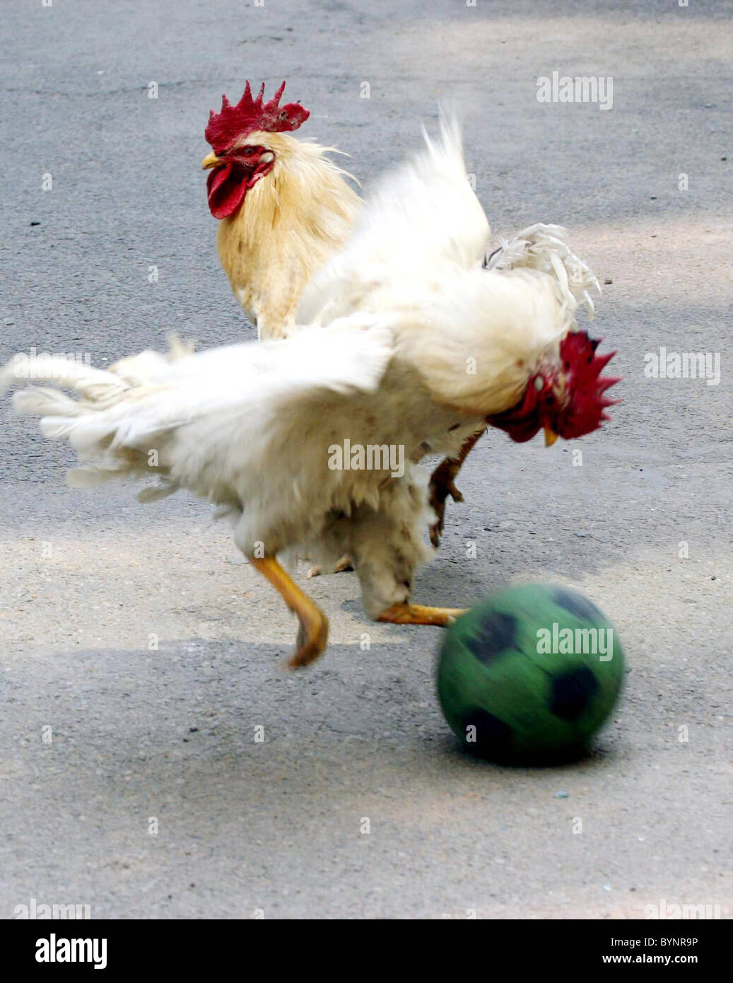 FOWL PLAY It's fun and games in the hen pen as this plucky pair race ...