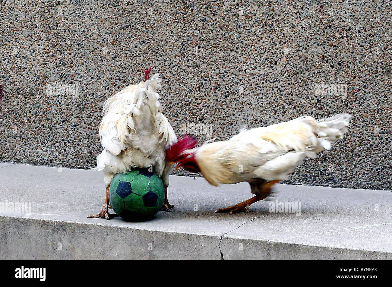 Chicken Playing Football