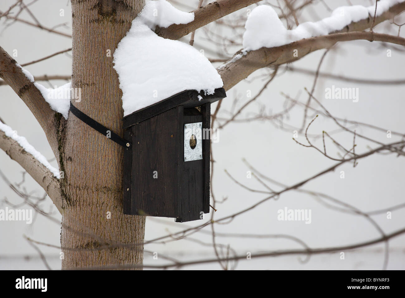 Bird house with snow and ice crystals Stock Photo - Alamy