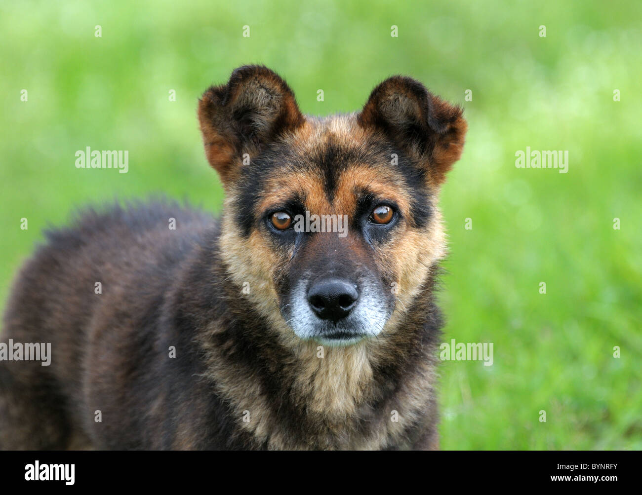 Dog watcher hi-res stock photography and images - Alamy