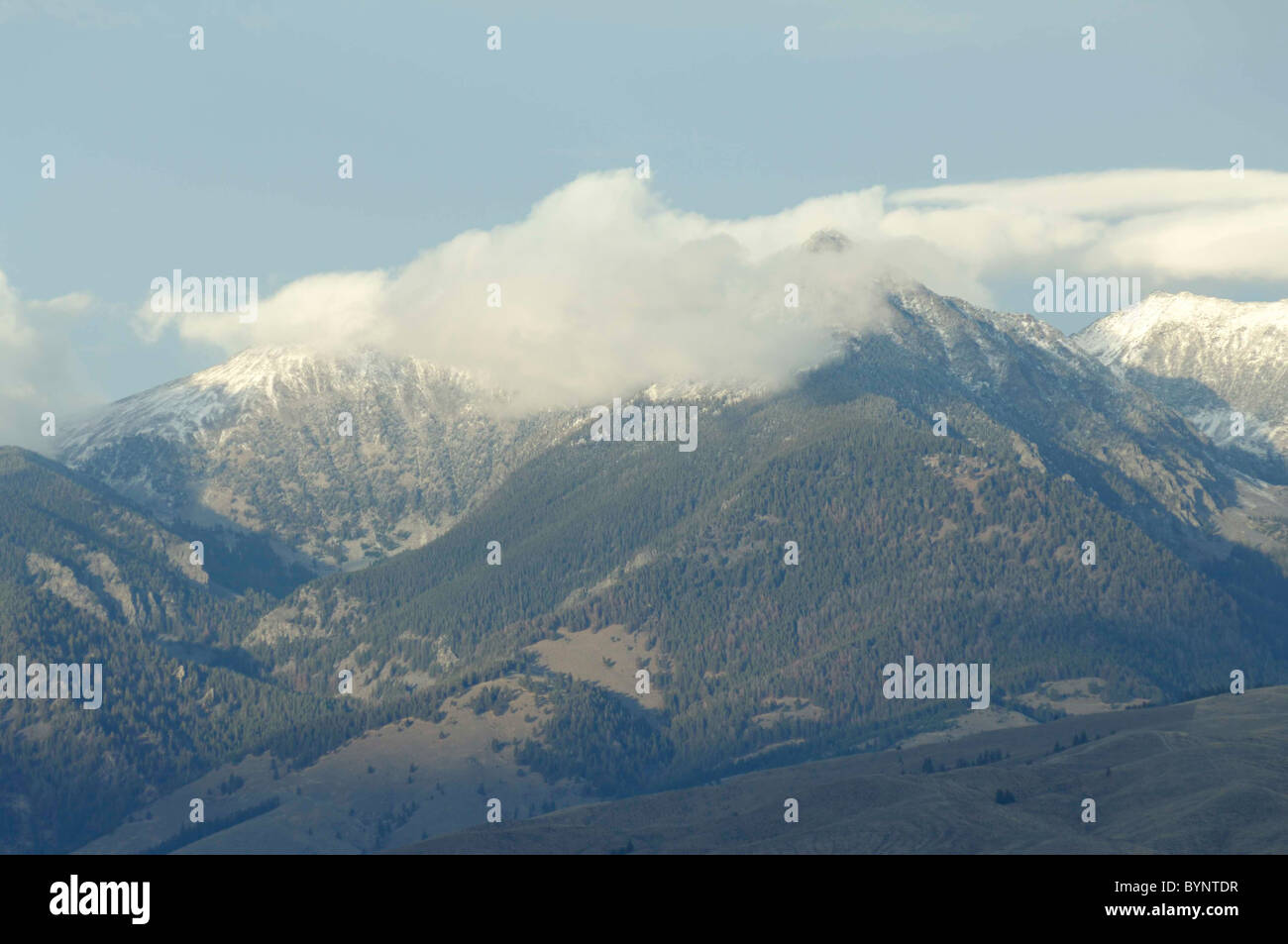 Rainbow bitterroot hi-res stock photography and images - Alamy
