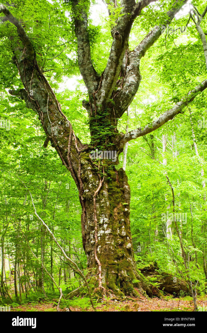Mother beech tree hi-res stock photography and images - Alamy