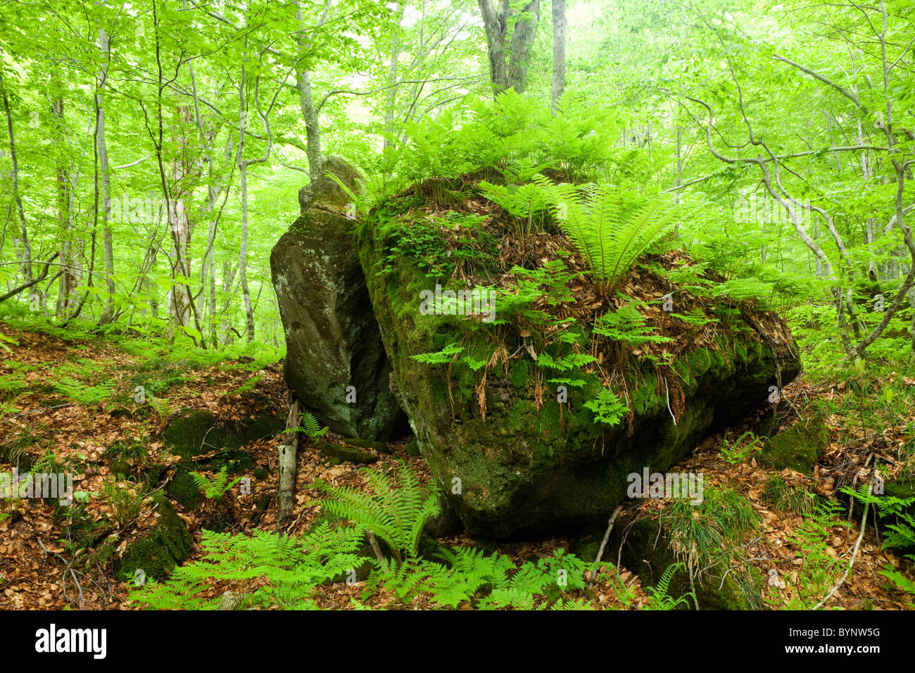 Trees plants mosses rock hi-res stock photography and images - Alamy