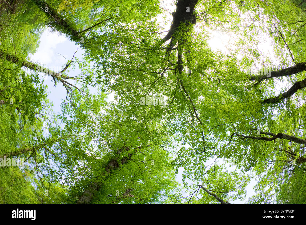 Tree Forest Medium Group Of Objects Low Angle View Stock Photo - Alamy