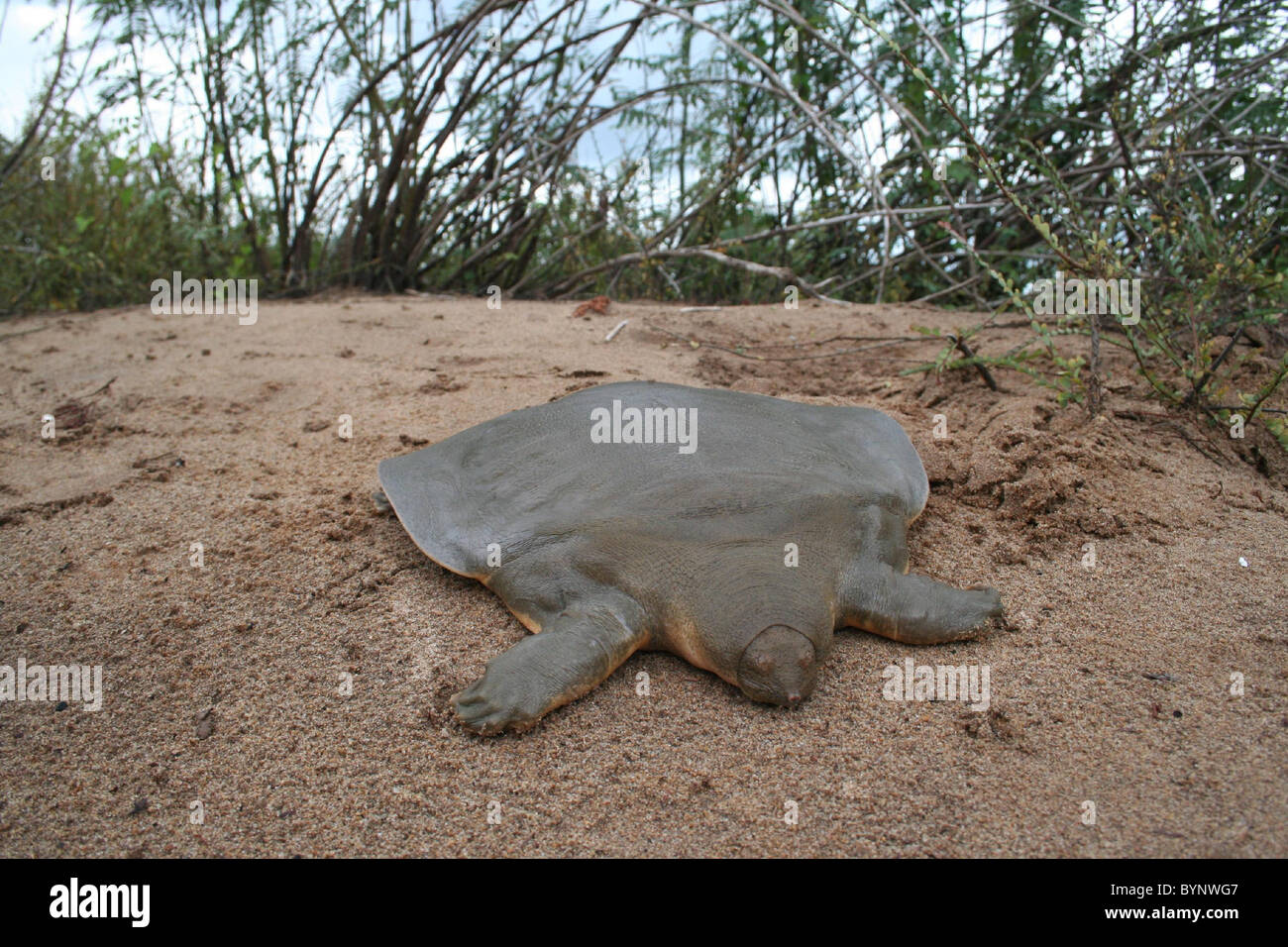 Largest freshwater turtle hi-res stock photography and images - Alamy