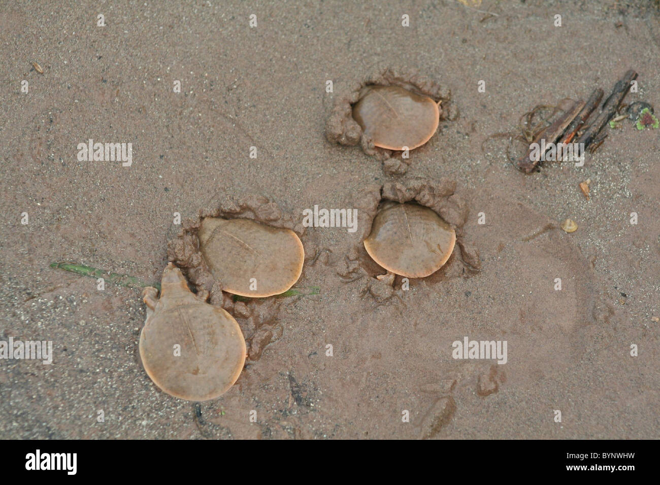 The worlds largest turtle hi-res stock photography and images - Alamy