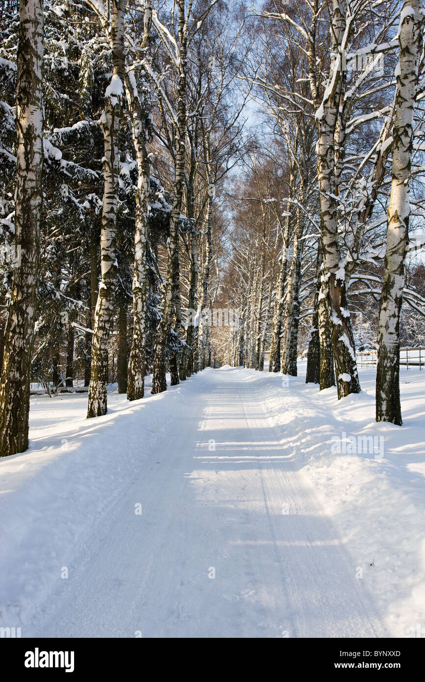 Landscape birch alley cold hi-res stock photography and images - Alamy