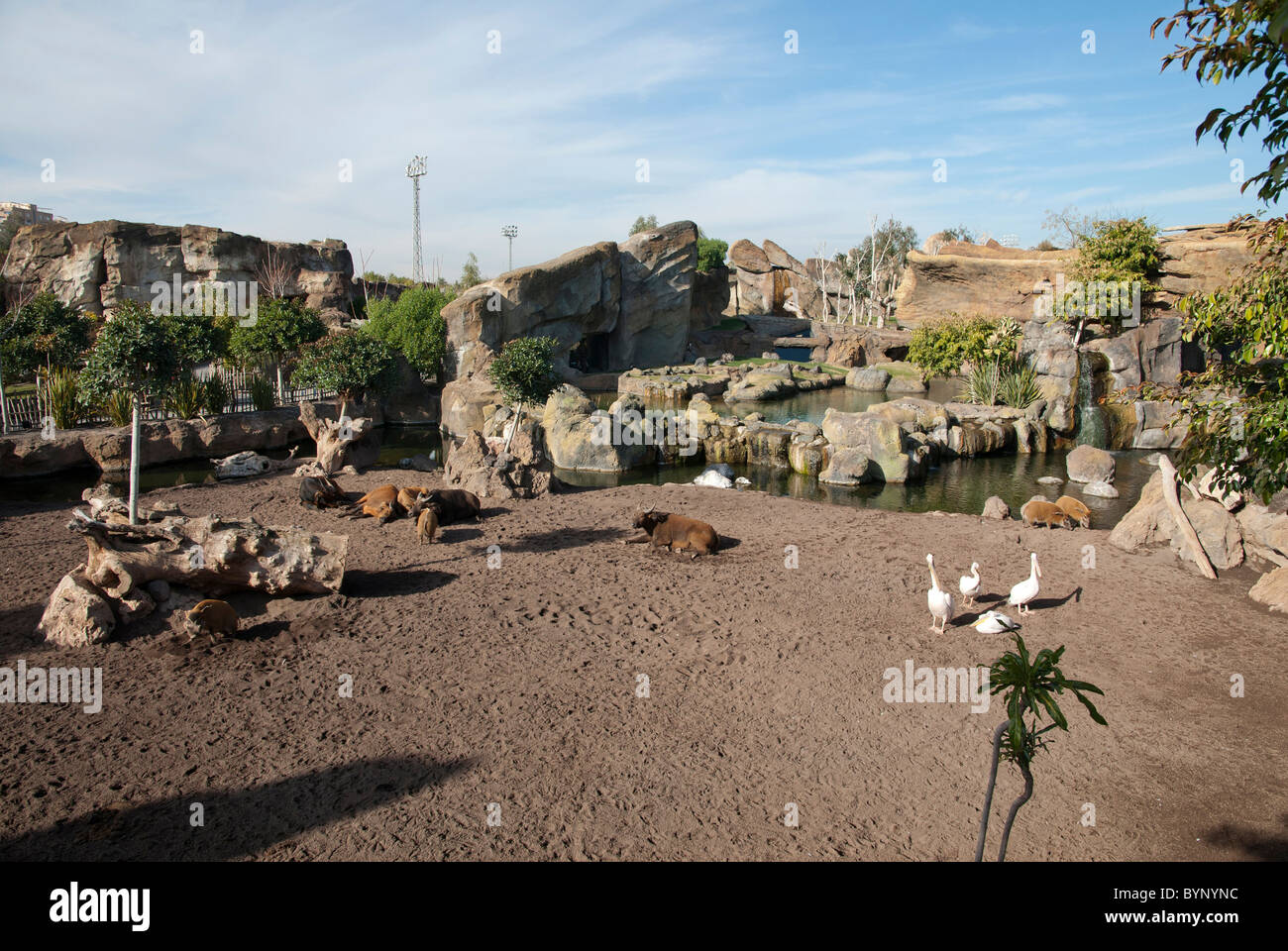 Bioparc Valencia spain zoo animals biopark Stock Photo - Alamy