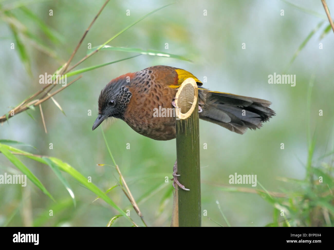 Chestnut-crowned Laughingthrush [ Eastern Himalayan race] Stock Photo ...