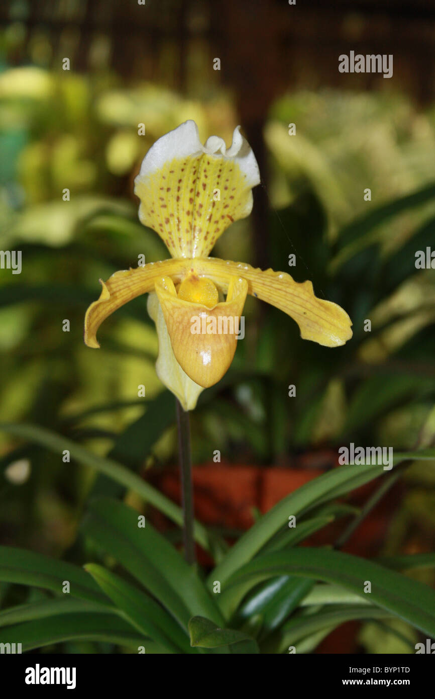 Paphio hi-res stock photography and images - Alamy