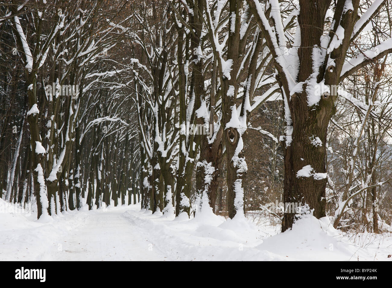 View of snow alley with trees covered with snow Stock Photo - Alamy