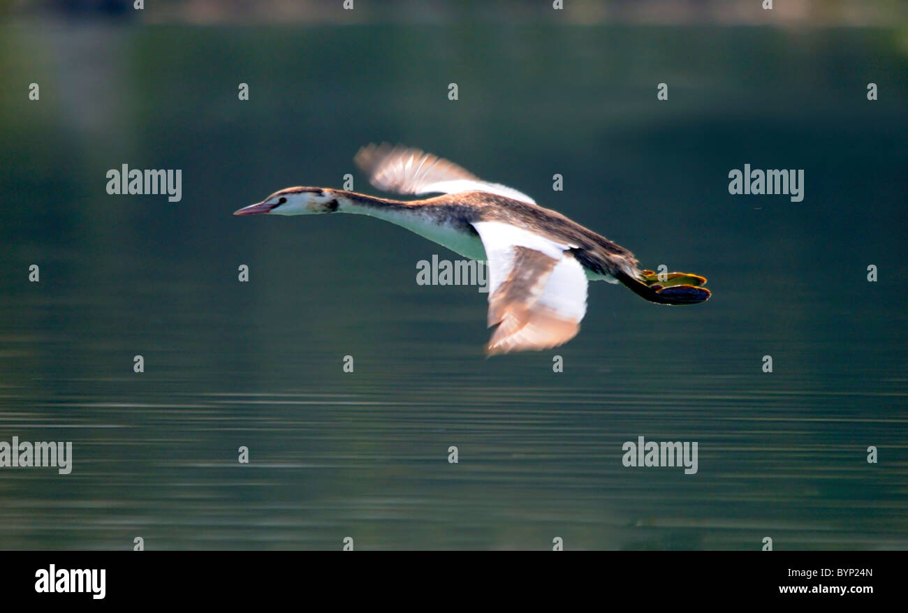 Great crested grebe flying Stock Photo - Alamy