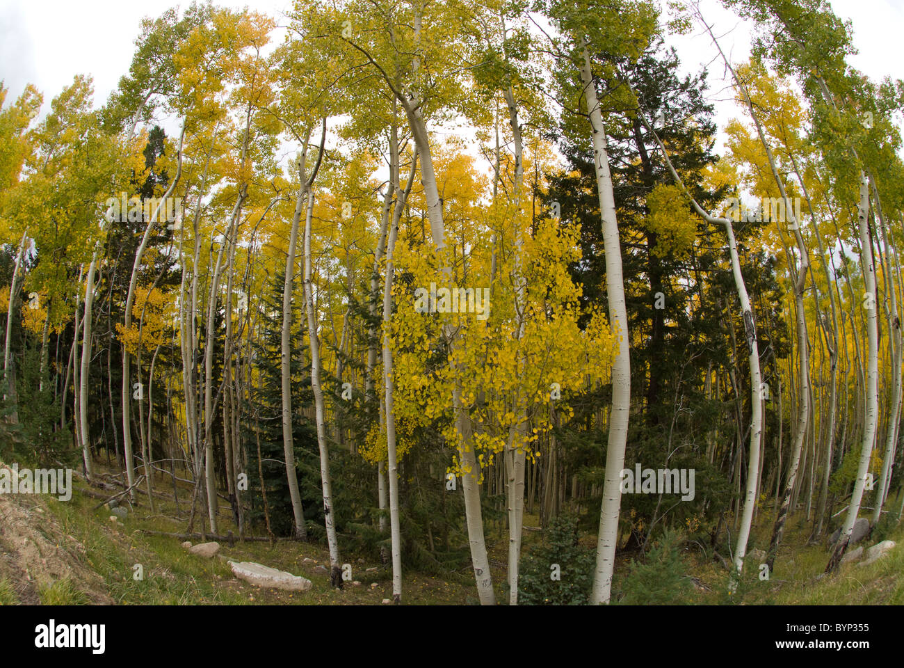 Aspen trees on the fall Stock Photo - Alamy