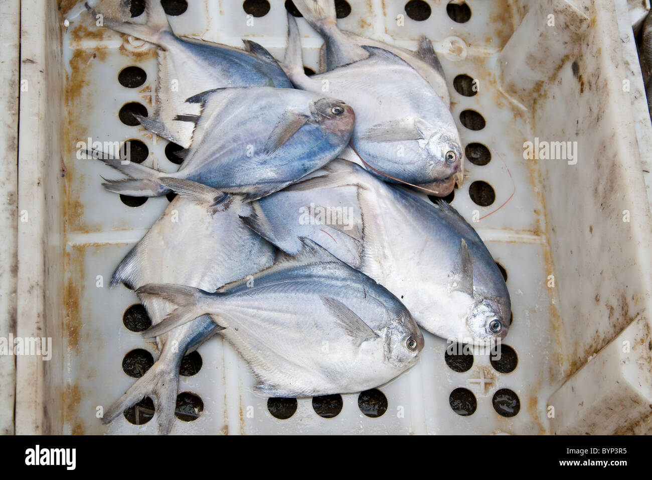 Sickle Pomfret Fish