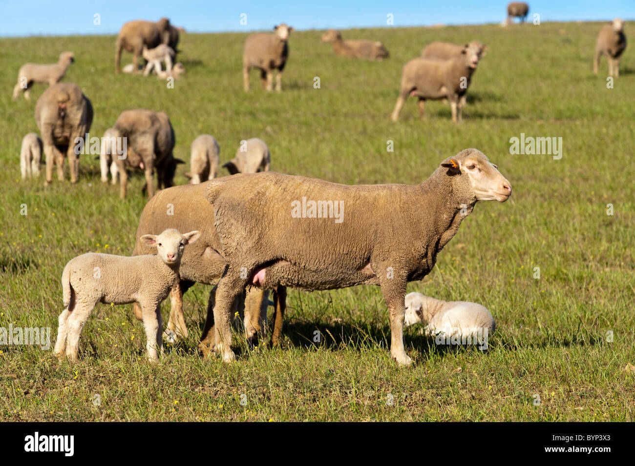 Ewe with lambs in Ouplaas, Western Cape, South Africa Stock Photo - Alamy
