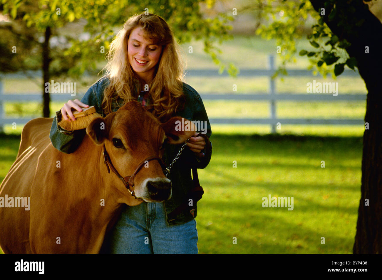 Agriculture - Farm Life, young farm woman with a Jersey dairy cow ...