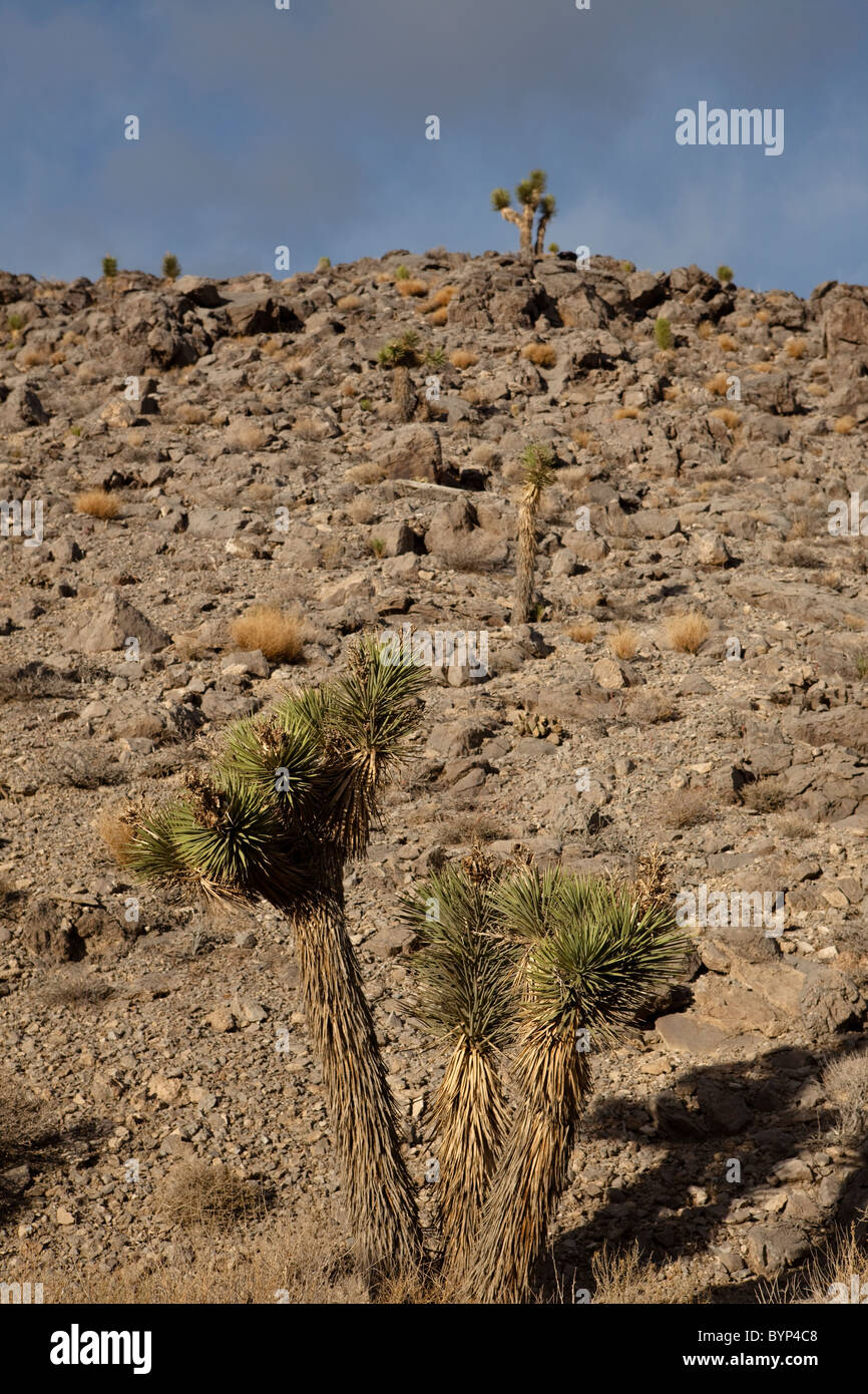 yucca plant and Storm clouds over the Mountains in Death Valley ...