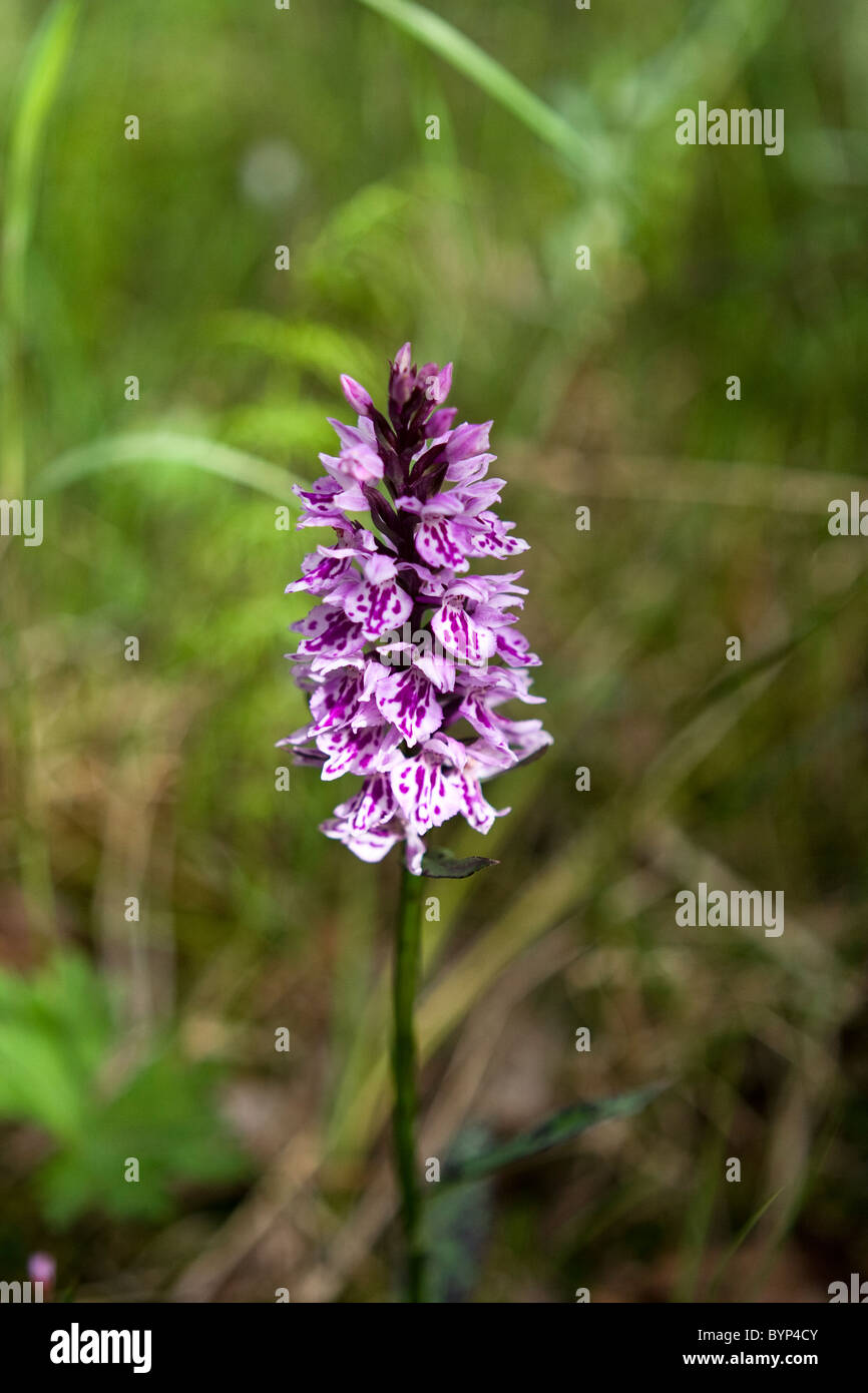 Common Spotted Marsh Orchid in Northern Finland Stock Photo - Alamy
