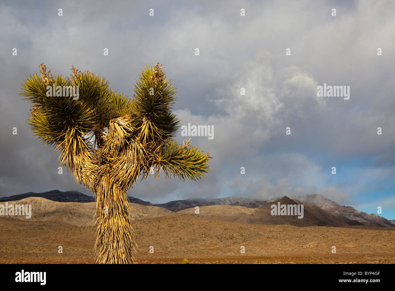 yucca plant and Storm clouds over the Mountains in Death Valley ...