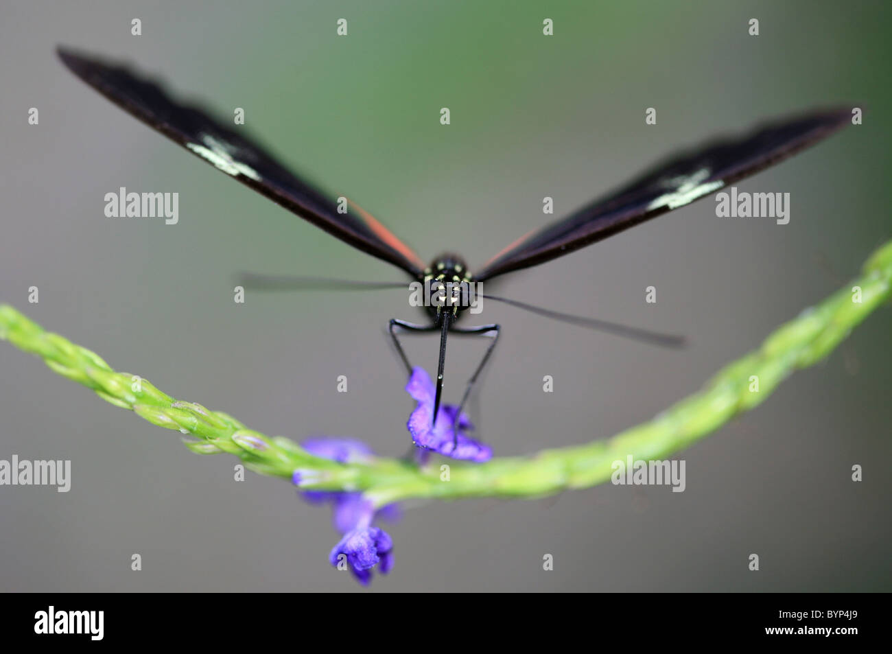 Exotic insect hi-res stock photography and images - Alamy