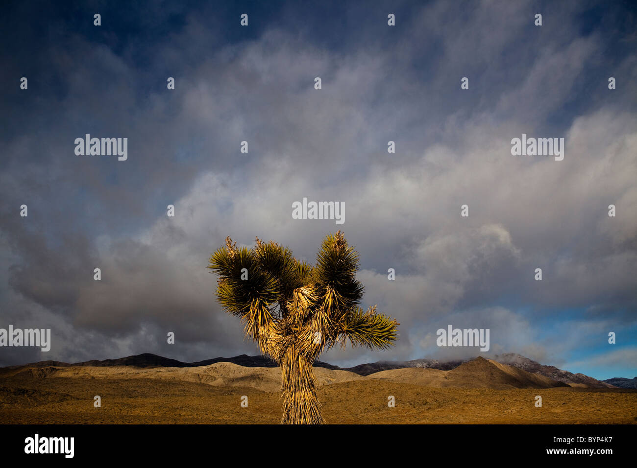 Yucca plant yucca valley hi-res stock photography and images - Alamy